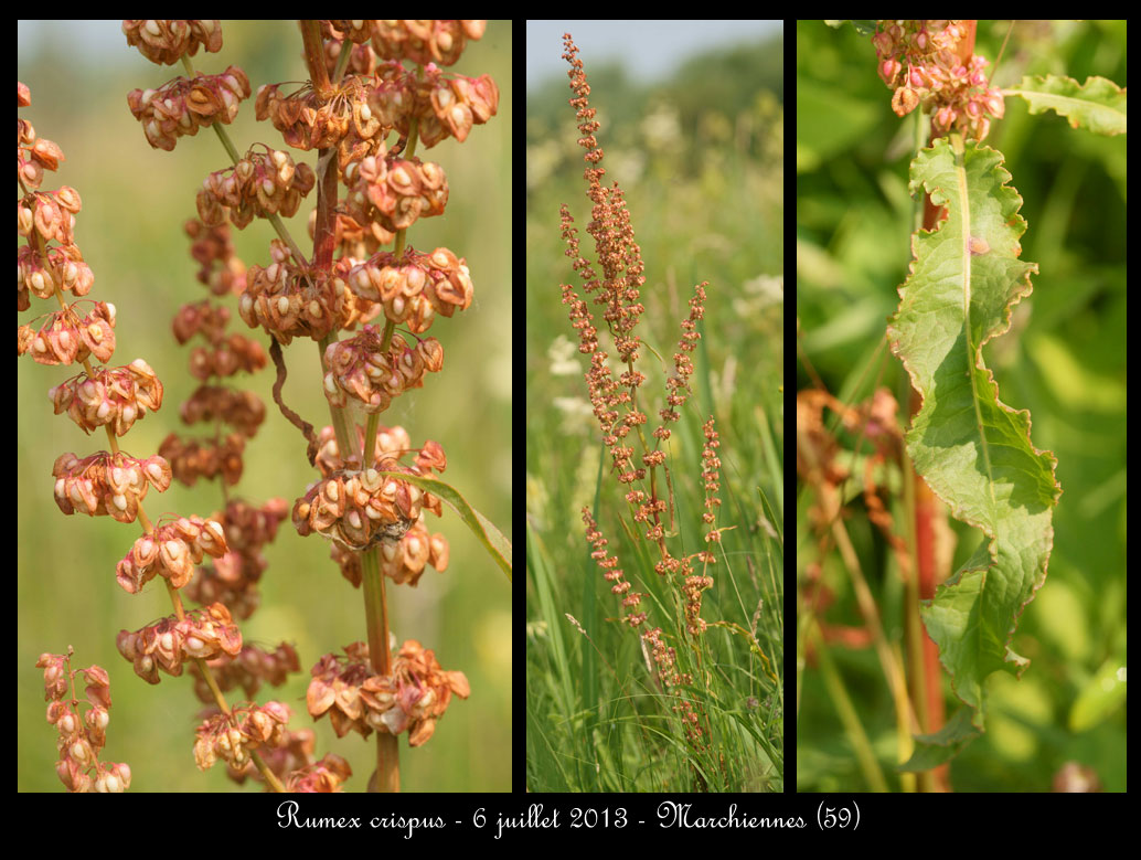 Rumex crispus